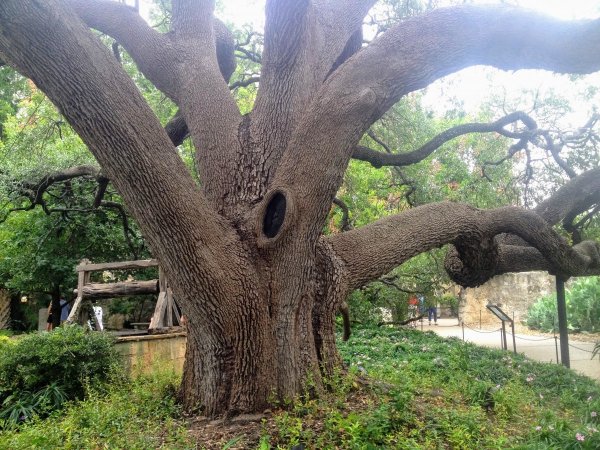 Visit The Alamo - 8 Things To Know Before You Go