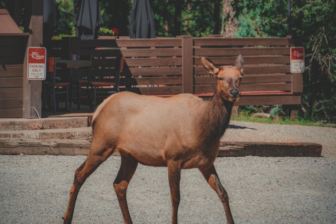 20 Photos To Inspire Your Next Ruidoso Trip - Passport To Eden