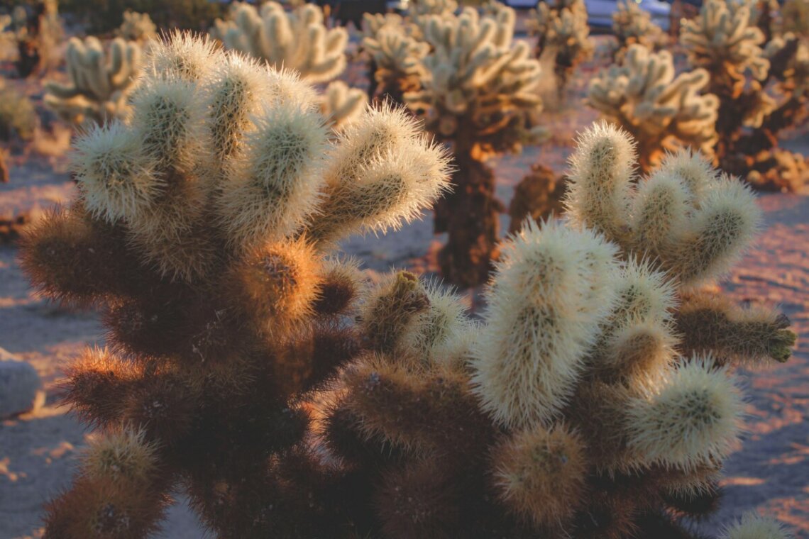 A Guide To Visiting Cholla Cactus Garden In Joshua Tree - Passport To Eden