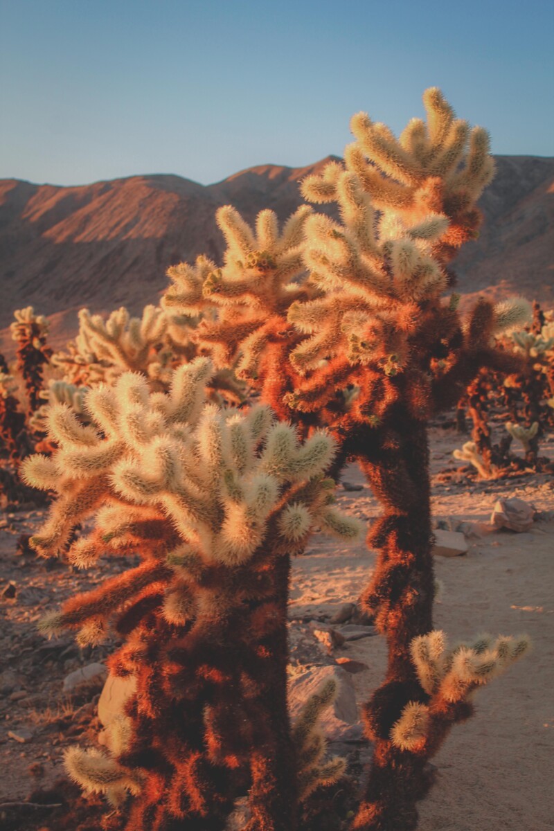 A Guide To Visiting Cholla Cactus Garden In Joshua Tree - World ...