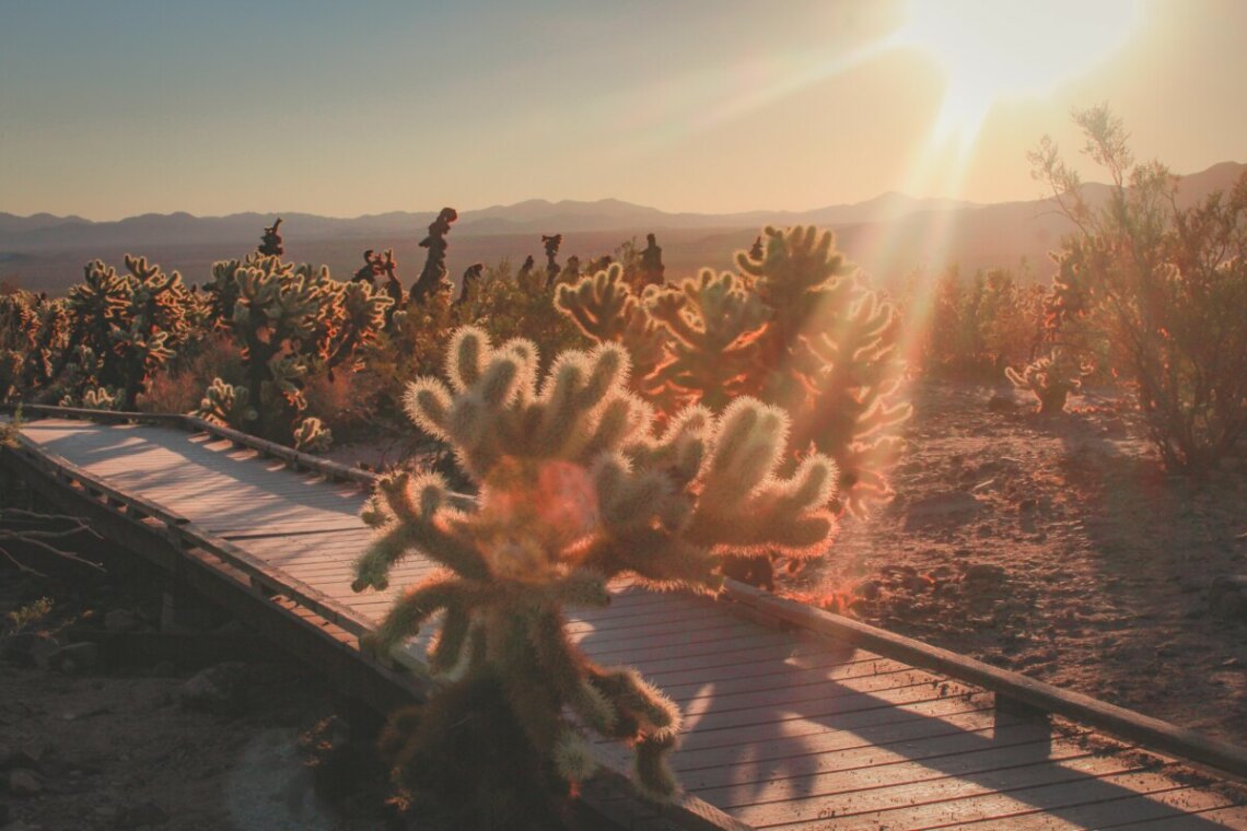 A Guide To Visiting Cholla Cactus Garden In Joshua Tree - Passport To Eden